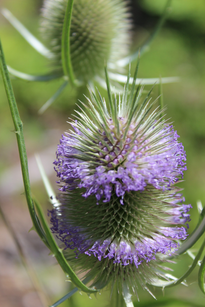 wilde Karde Foto & Bild | pflanzen, samen, natur, pflanzen Bilder auf ...