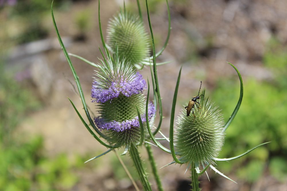 wilde Karde Foto & Bild | pflanzen, samen, natur, pflanzen Bilder auf ...