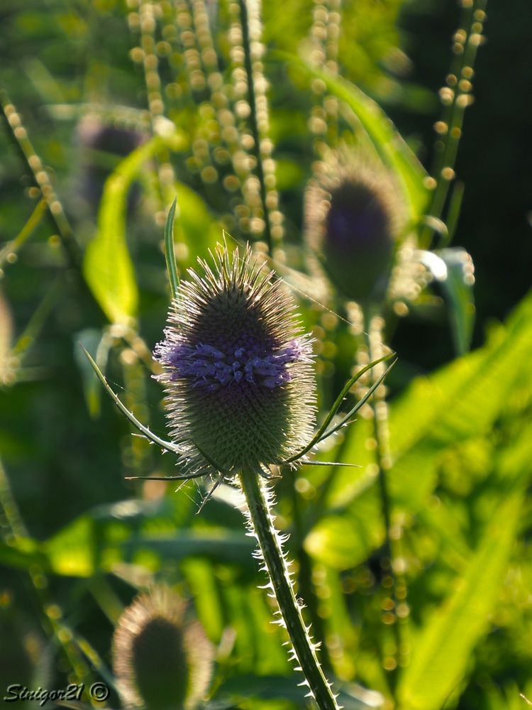 Wilde Karde Foto & Bild | pflanzen, pilze & flechten, blüten ...