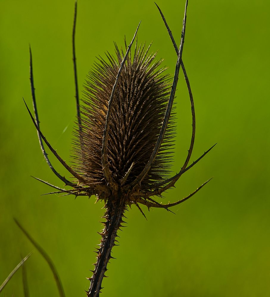 Wilde Karde Foto & Bild | mallorca, natur, pflanzen Bilder auf ...