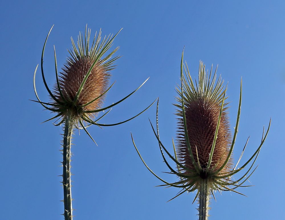 Wilde Karden -2- Foto & Bild | pflanzen, pilze & flechten, blüten ...