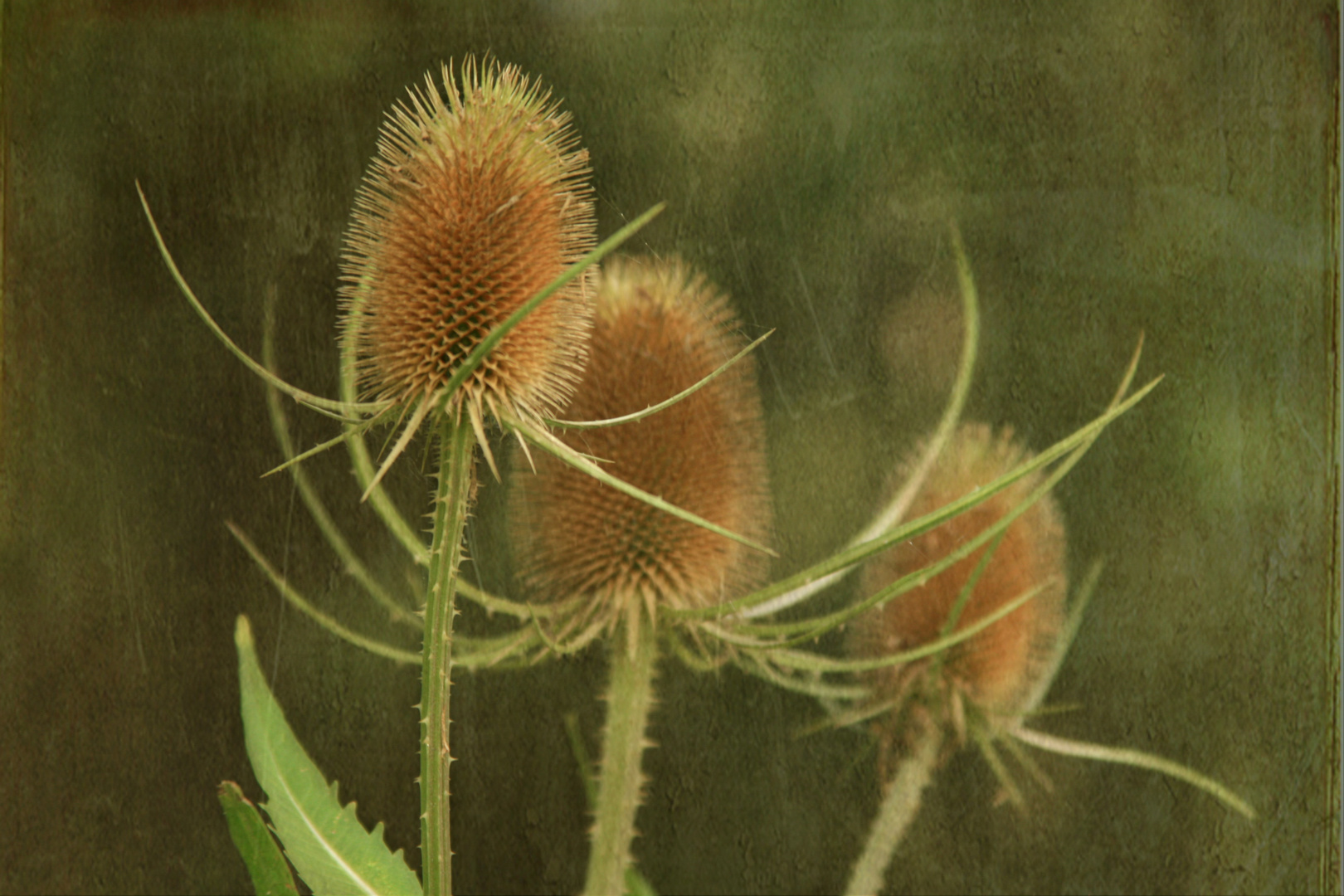 wilde Karden Foto & Bild | fotomontage, composing , pflanzen Bilder auf ...