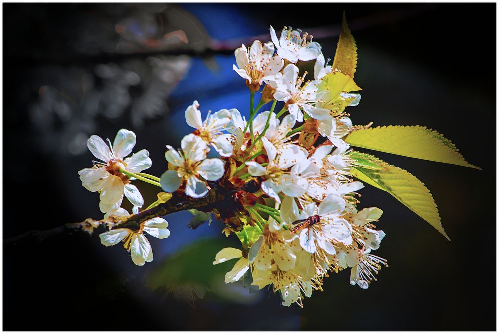 Wilde Kirsche Foto & Bild | tiere, wildlife, insekten Bilder auf ...