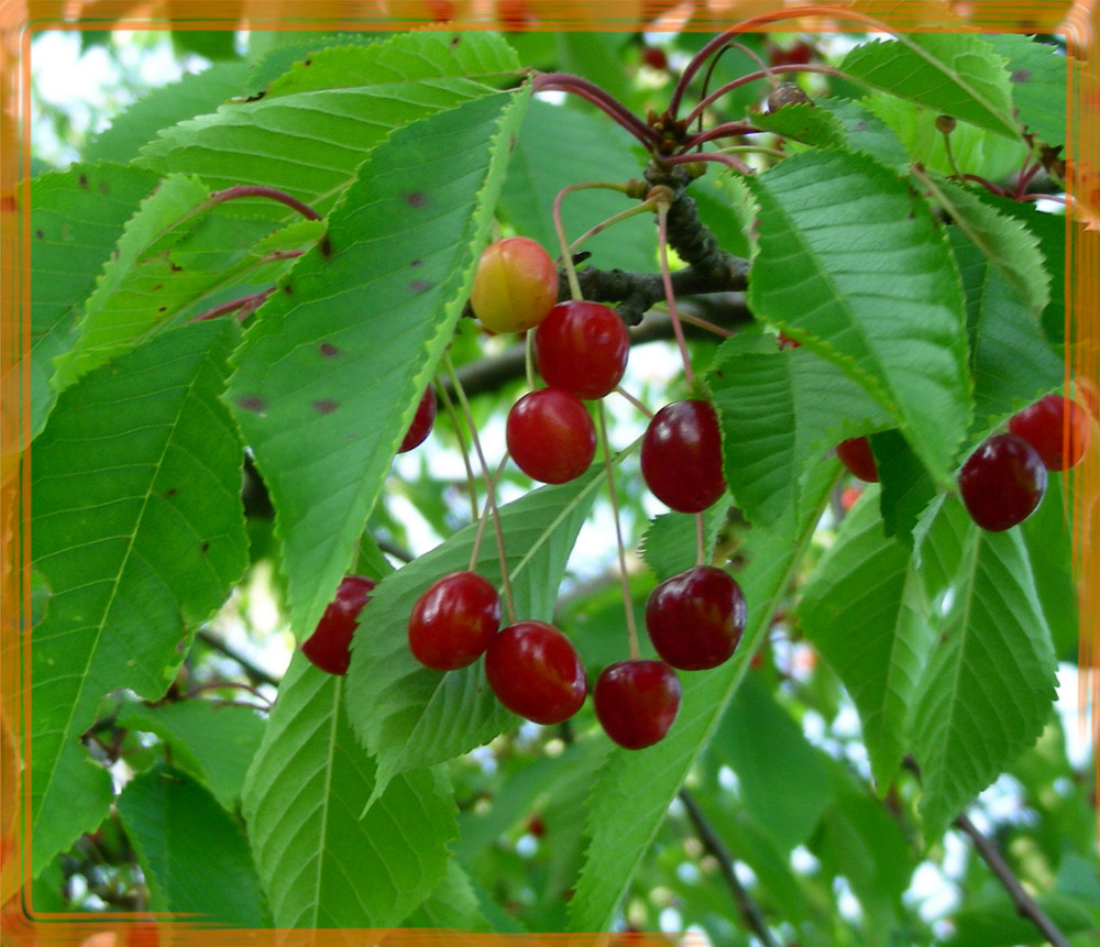 Wilde Kirschen Foto & Bild | pflanzen, pilze & flechten, früchte und ...