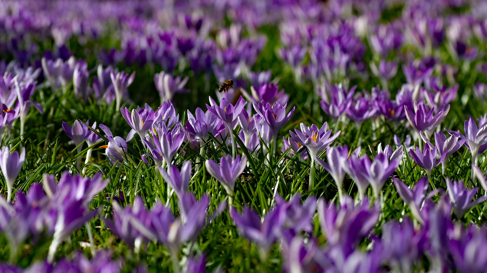 Wilde Krokusse Foto & Bild | natur, krokusse, frühblüher Bilder auf ...