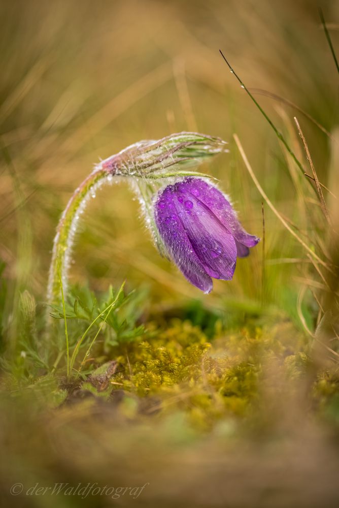 wilde kuhschelle Foto & Bild | pflanzen, pilze & flechten, blüten- & kleinpflanzen, wildpflanzen ...
