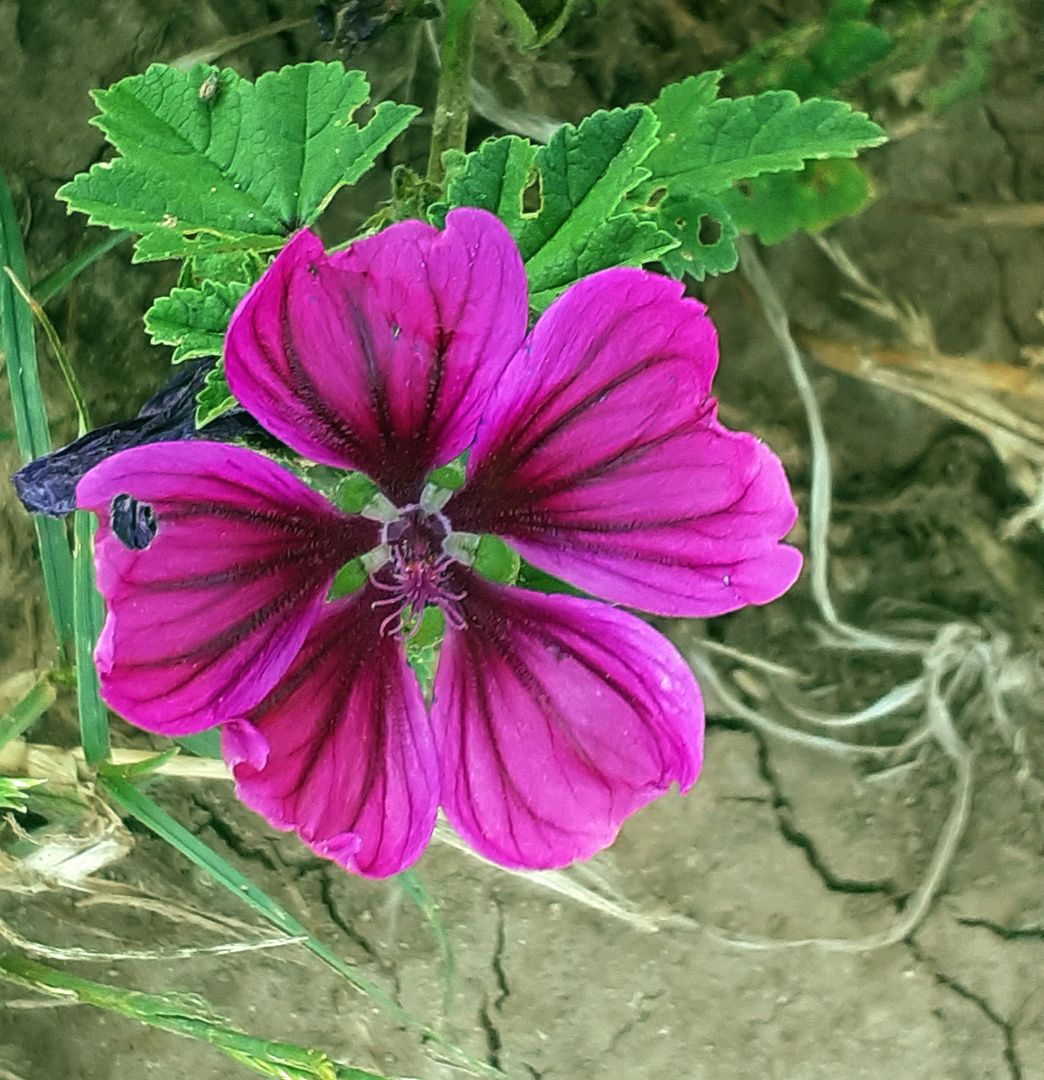 Wilde Malve - Malva sylvestris - Foto & Bild | spezial, natur, pflanzen ...