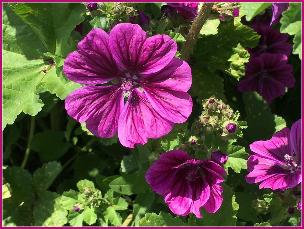 Wilde Malven am Wegrand I Foto & Bild | spezial, natur, landschaft ...