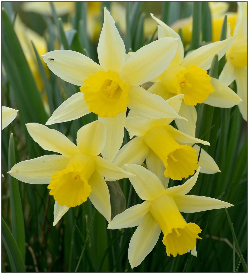 Wilde Narzissen... Foto & Bild | flora, frühblüher, blüten Bilder auf ...