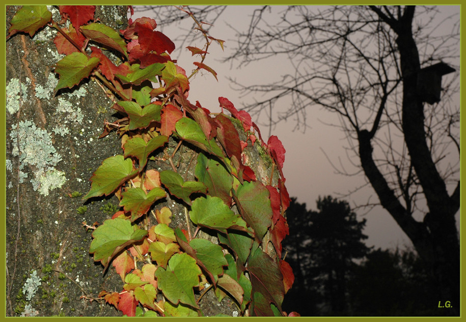 Wilde Rebe Foto & Bild | jahreszeiten, herbst, natur Bilder auf ...