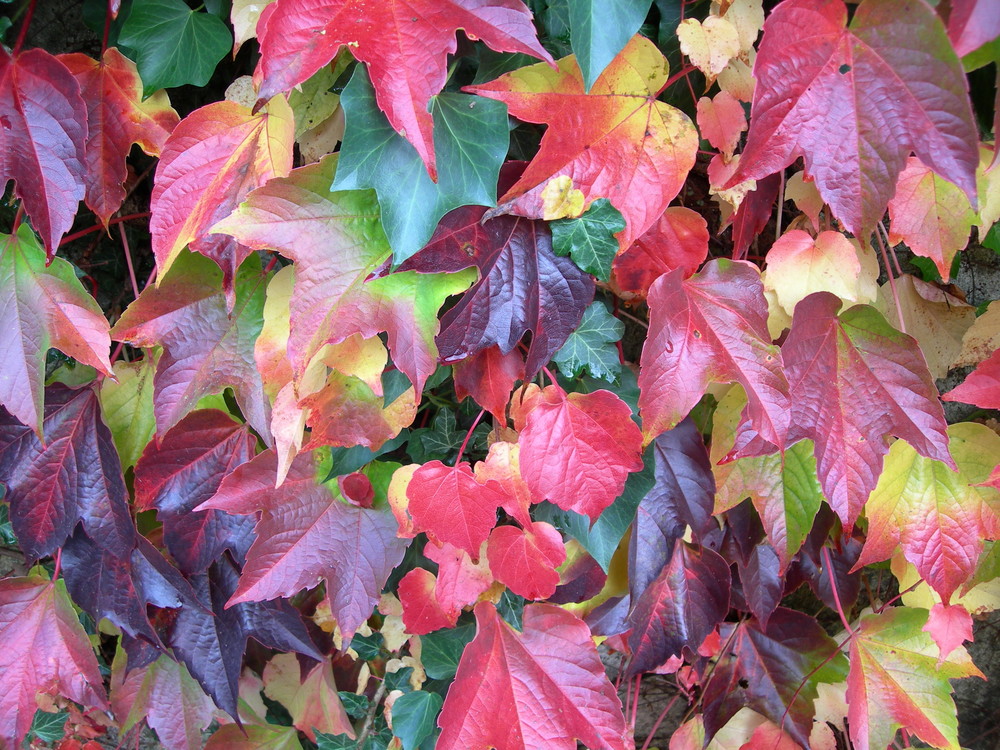 Wilde Rebe Foto & Bild | pflanzen, pilze & flechten, natur Bilder auf ...