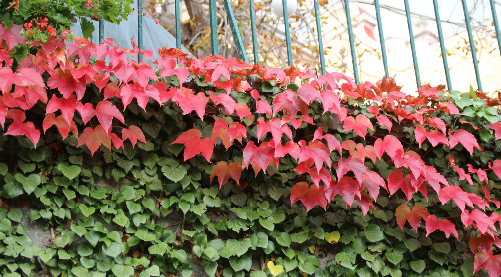 wilde Rebe Foto & Bild | pflanzen, samen, natur, pflanzen Bilder auf ...