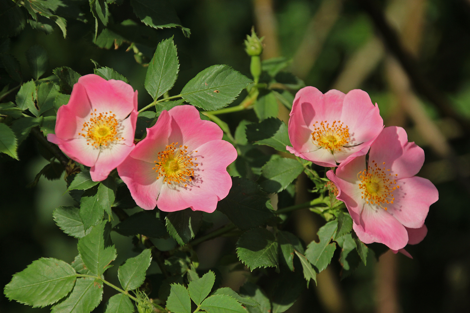 wilde Rosen Foto & Bild | wilde rosen heckenrosen flora blüten blumen ...