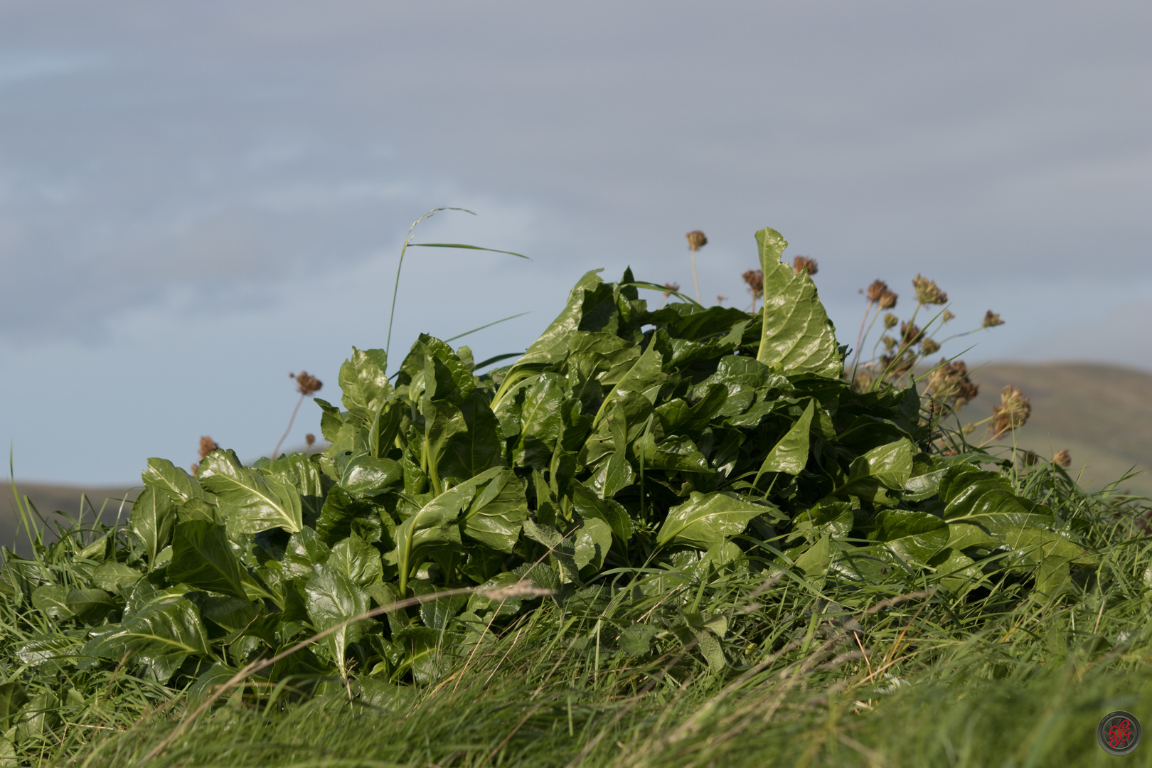 Wilde Rüben Foto & Bild | europe, united kingdom & ireland, ireland ...
