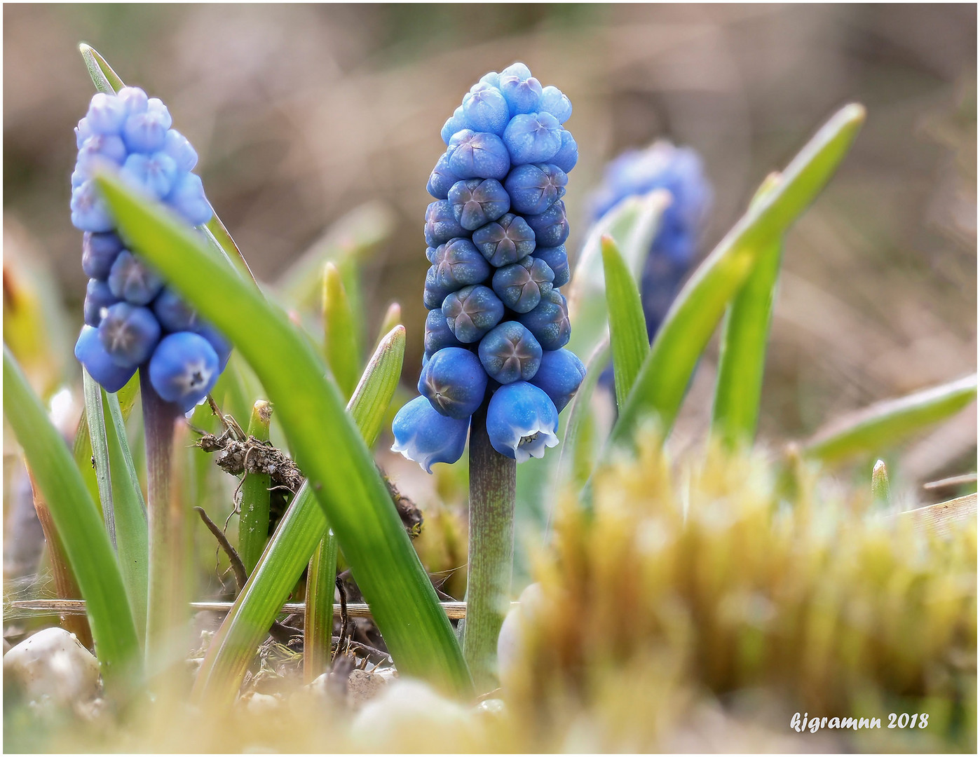 wilde traubenhyazinthe...... Foto & Bild | natur, frühblüher, blumen ...