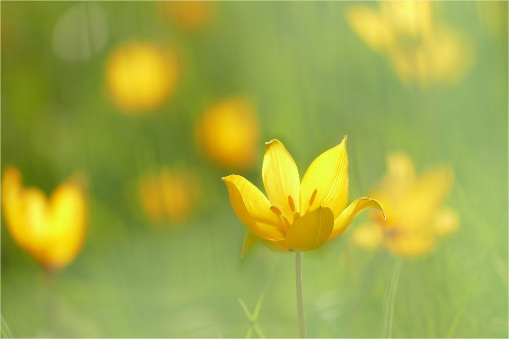Wilde Tulpen... Foto & Bild | sonne, frühling, april Bilder auf fotocommunity