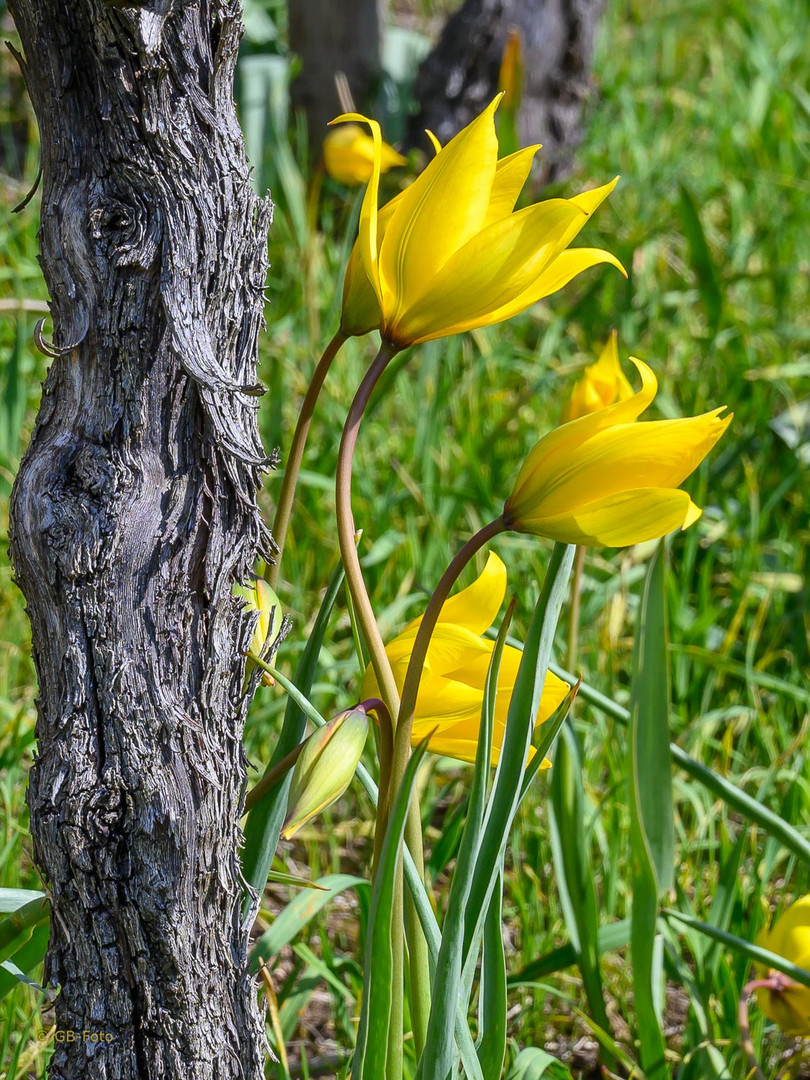 Wilde Tulpen Foto & Bild | pflanzen, pilze & flechten, blüten- & kleinpflanzen, jahreszeiten ...