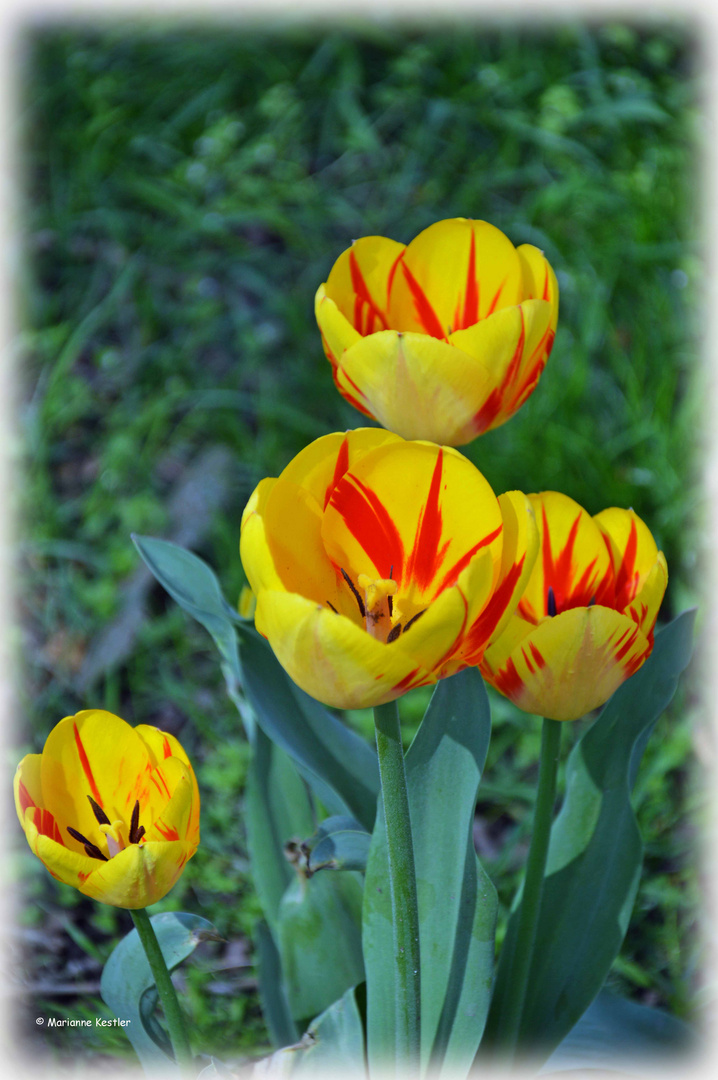 "Wilde" Tulpen Foto & Bild | tulpen, frühling, natur Bilder auf fotocommunity