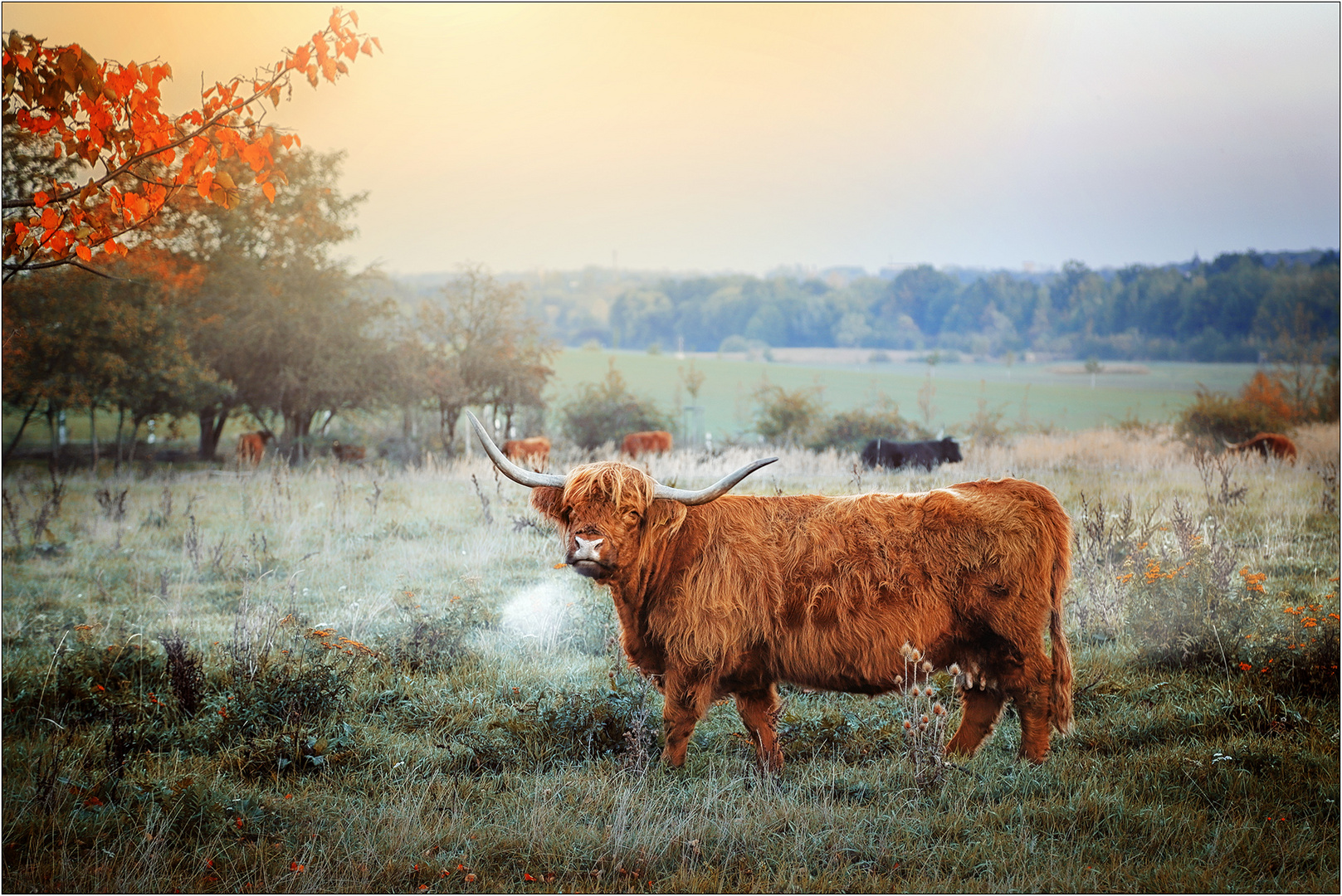 wilde Weide ... Foto & Bild | braun, natur, fell Bilder auf fotocommunity