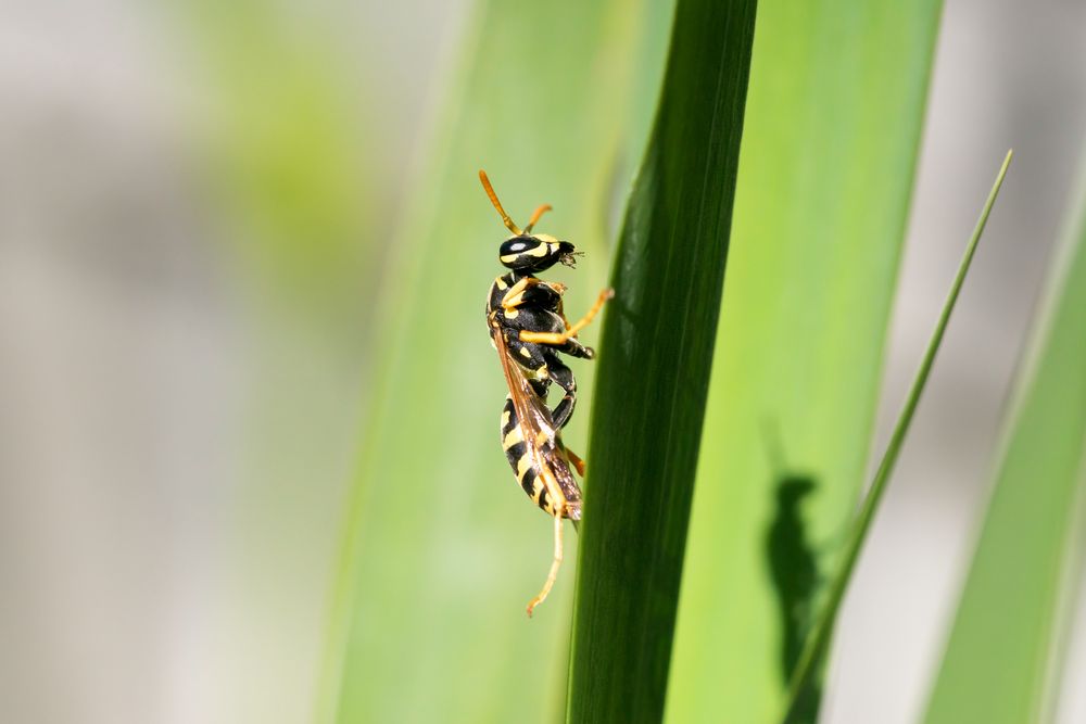 Wilde Wespe Foto & Bild | tiere, wildlife, insekten Bilder auf ...