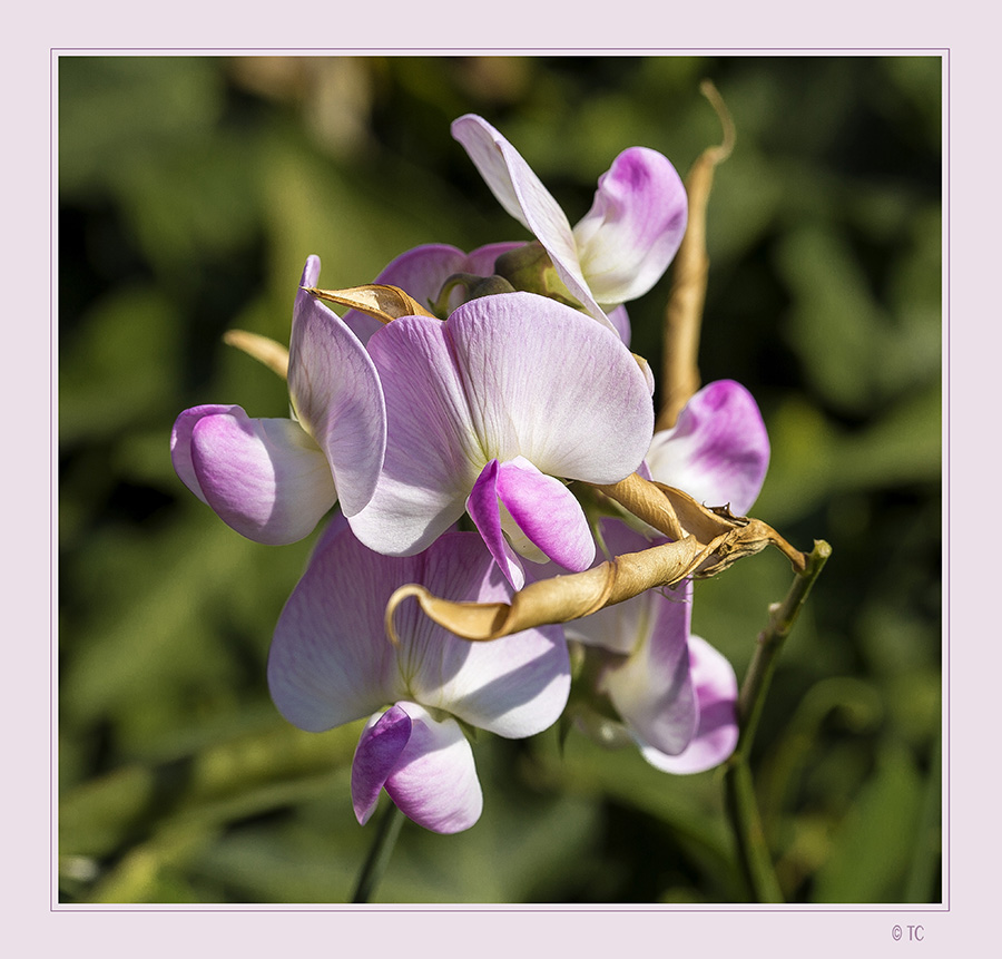 WILDE WICKEN Foto & Bild | sommer, pflanzen, blüten Bilder auf ...