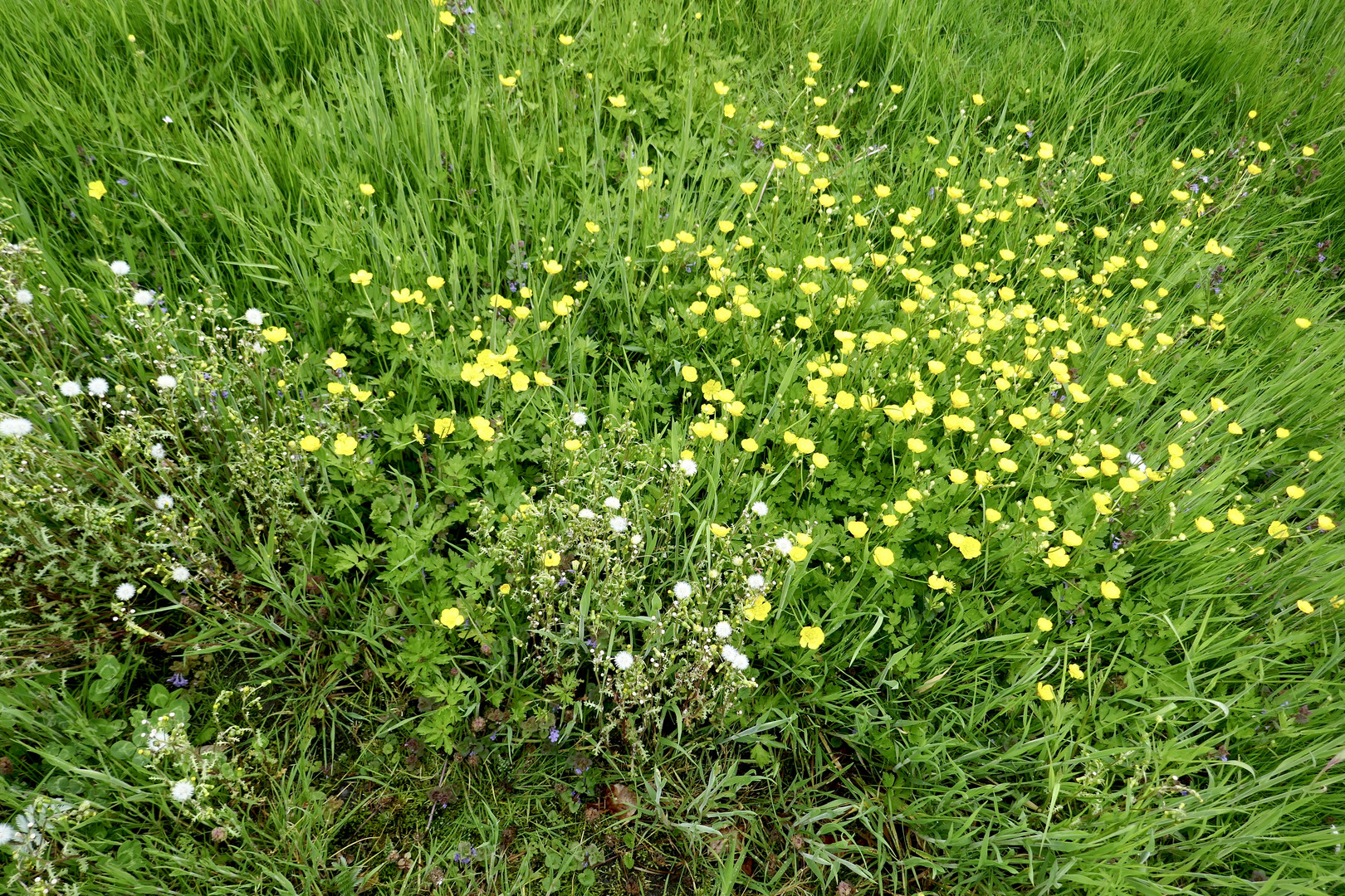 Wilde Wiese Foto & Bild | landschaft, projekte, Äcker, felder & wiesen ...