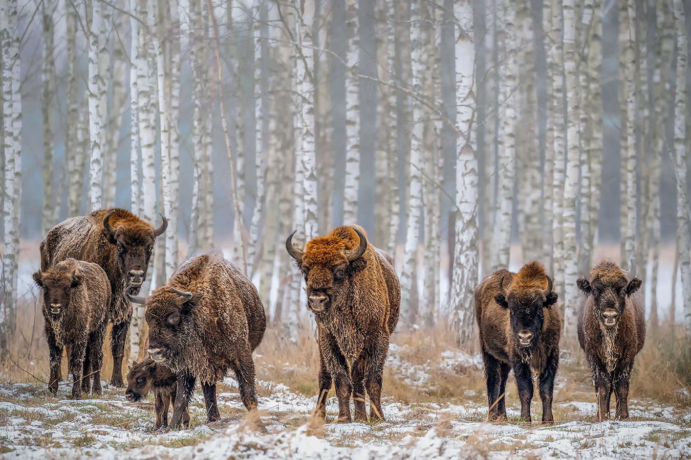 Wilde Wisente im Schnee (2) Foto & Bild | tiere, wildlife, säugetiere ...