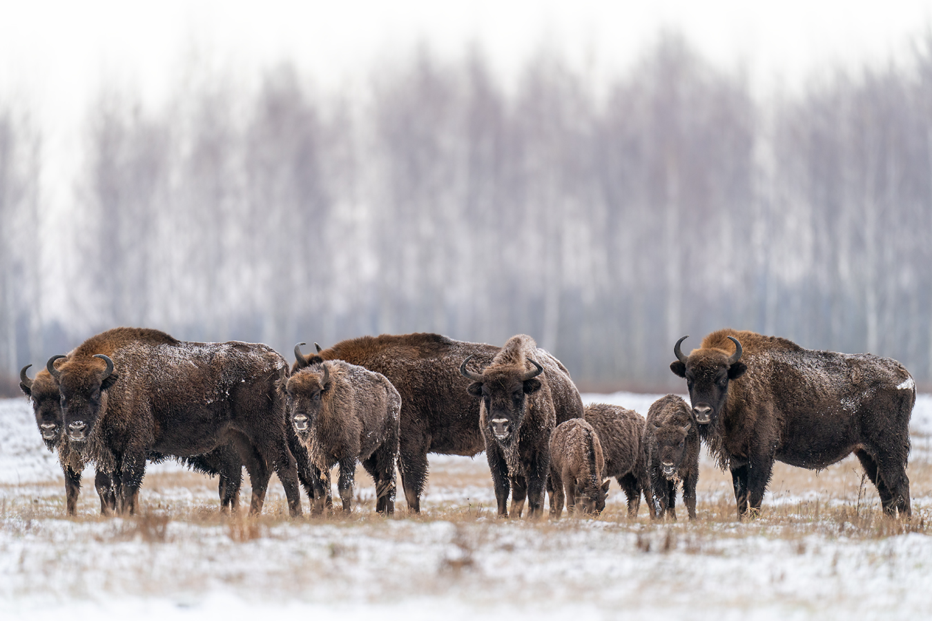 Wilde Wisente im Schnee Foto & Bild | nature, winter, natur Bilder auf ...