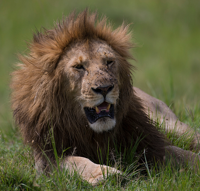 Wilder Bursche Foto & Bild | tiere, wildlife, säugetiere Bilder auf ...