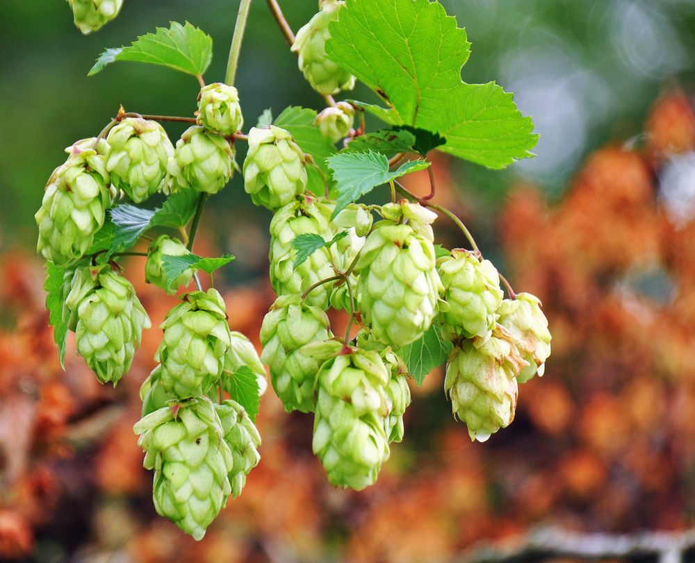 Wilder Hopfen Foto & Bild | pflanzen, pilze & flechten, getreide und ...