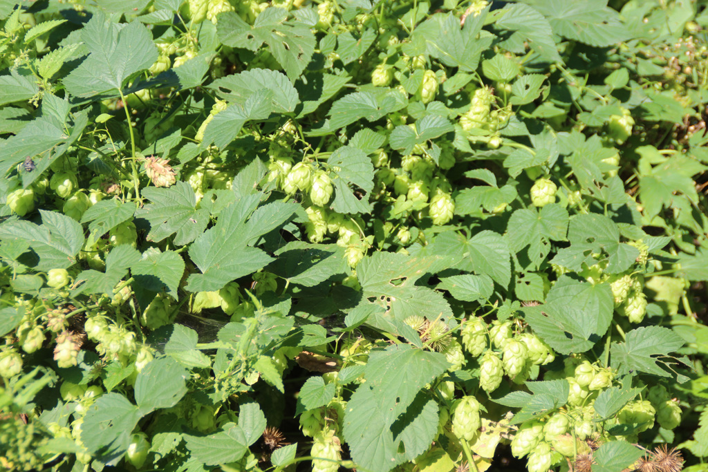 wilder Hopfen Foto & Bild | pflanzen, samen, natur, pflanzen Bilder auf ...