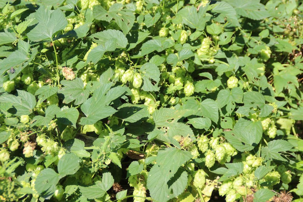 wilder Hopfen Foto & Bild | pflanzen, samen, natur, pflanzen Bilder auf ...