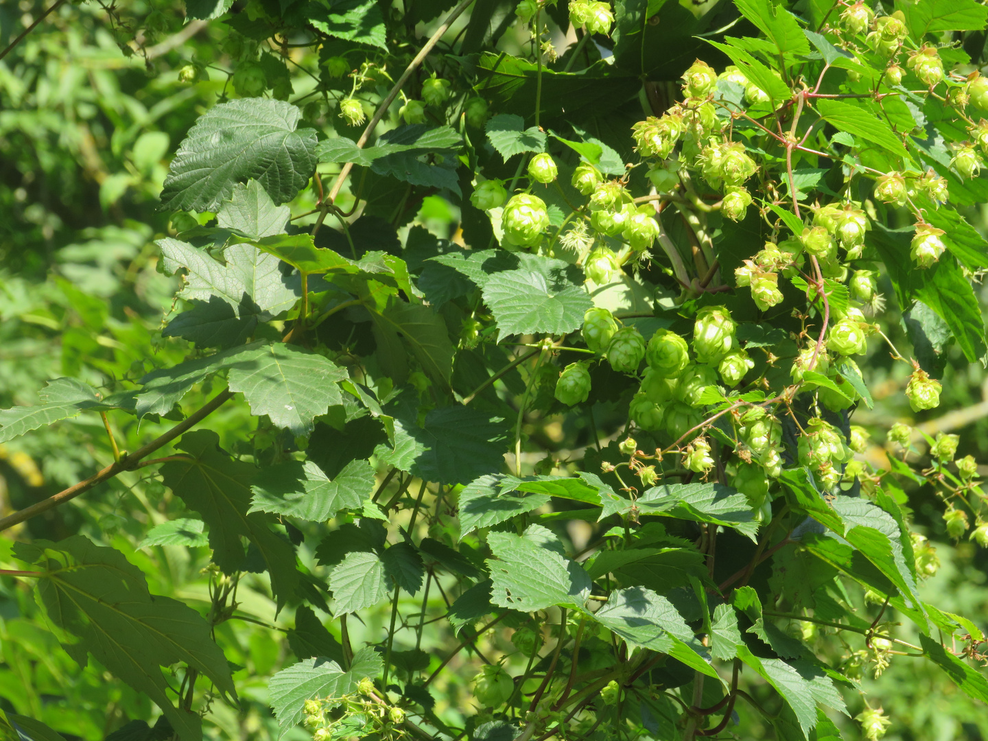 Wilder Hopfen Foto & Bild | verschiedene, fluss, pflanzen Bilder auf ...