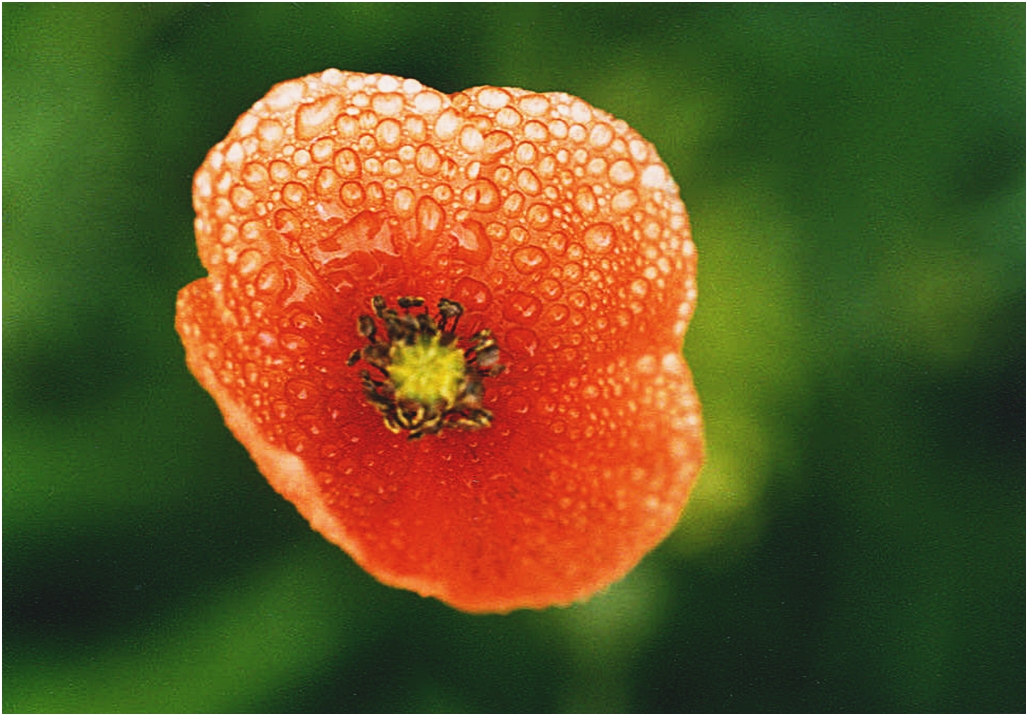 wilder Mohn Foto & Bild | motive, natur Bilder auf fotocommunity