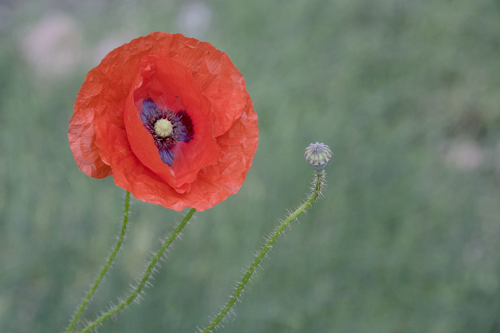 wilder Mohn... Foto & Bild | makrofotos, makro, natur Bilder auf ...