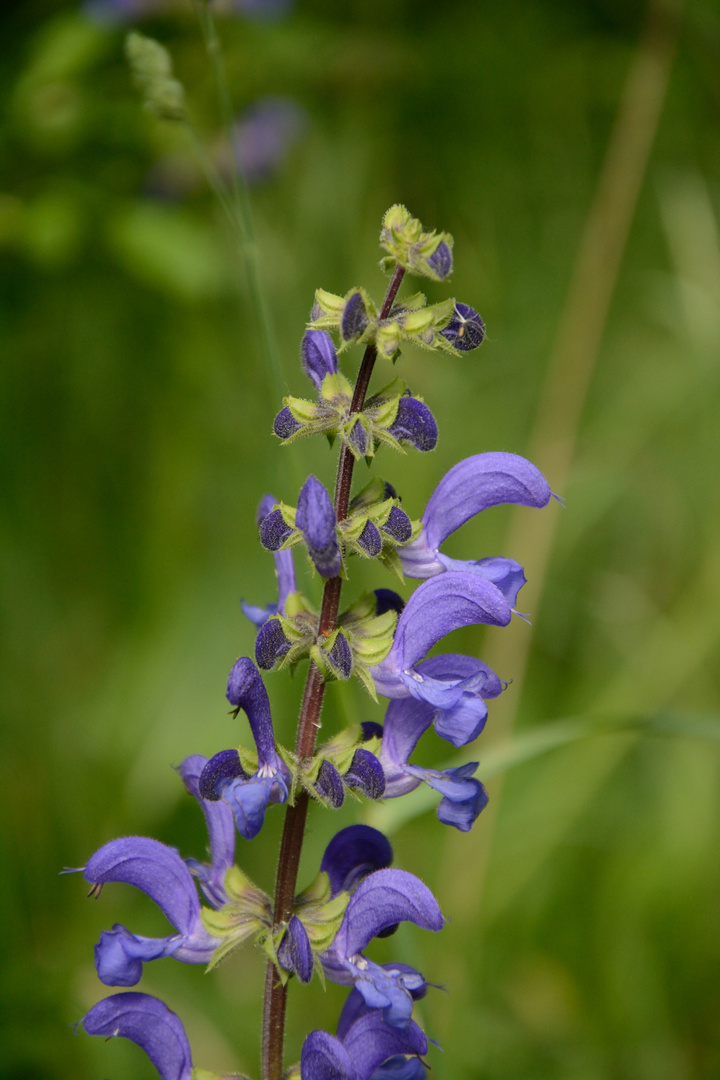 Wilder Salbei Foto & Bild | pflanzen, pilze & flechten, heilpflanzen ...