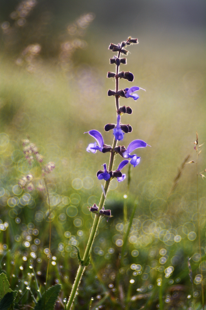 Wilder Salbei Foto & Bild | natur-kreativ, aufnahmetechniken, natur ...
