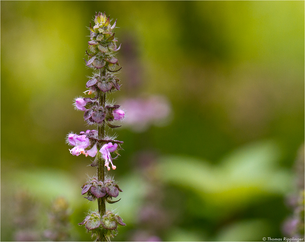 Wildes Basilikum (Ocimum canum). Foto & Bild | pflanzen, pilze ...