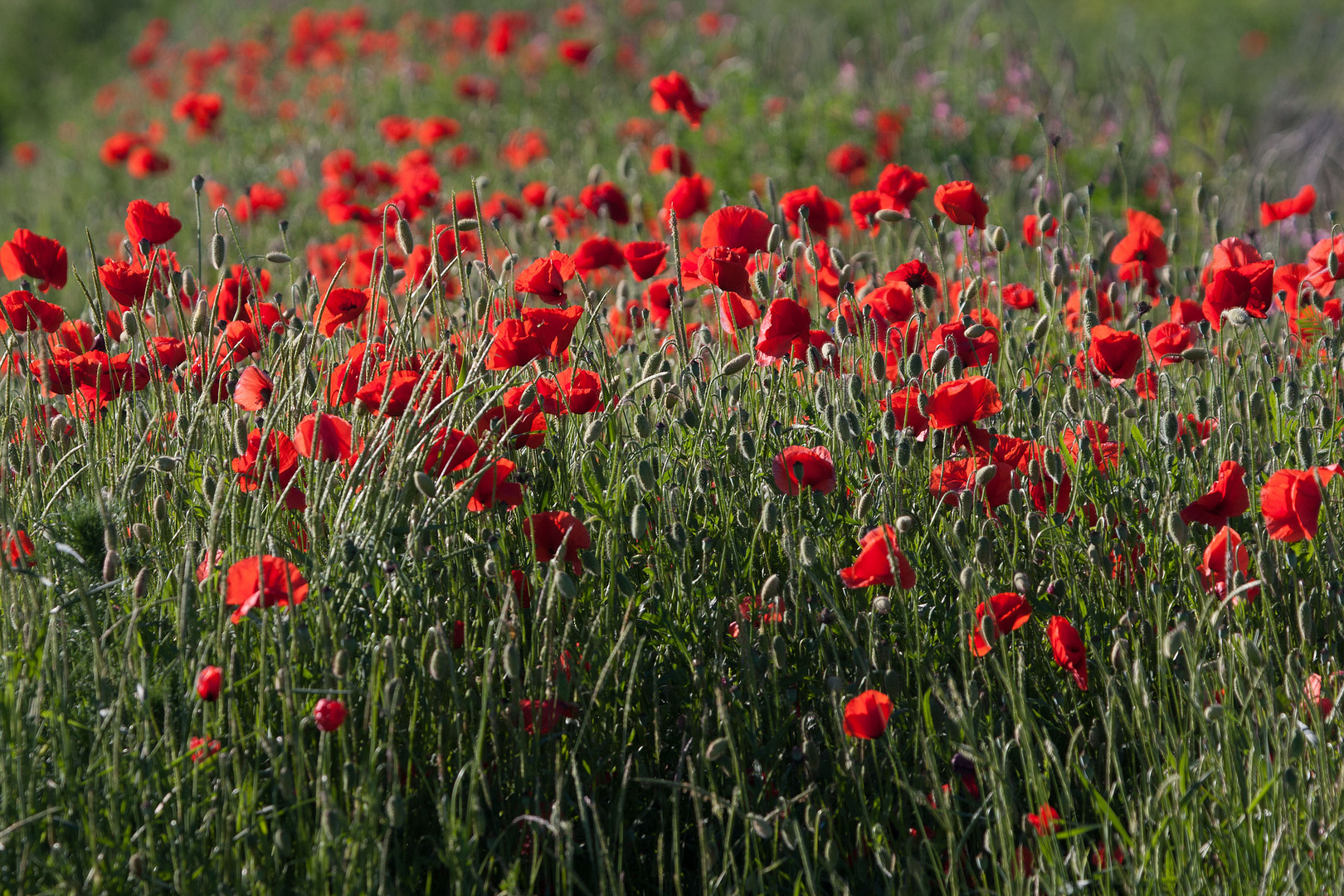 Wildes Mohnblumenfeld Foto & Bild | sommer, wiese, natur Bilder auf ...
