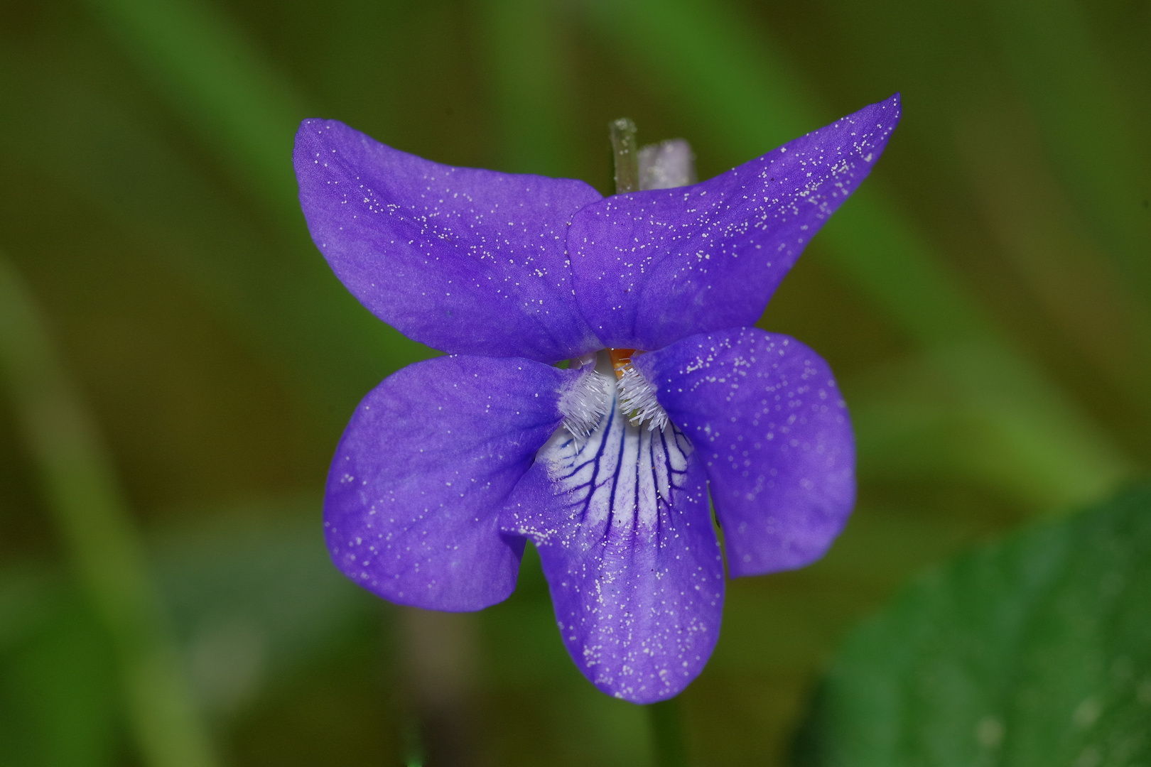 wildes Veilchen Foto & Bild | nah- & makro, pflanzen, pilze & flechten ...