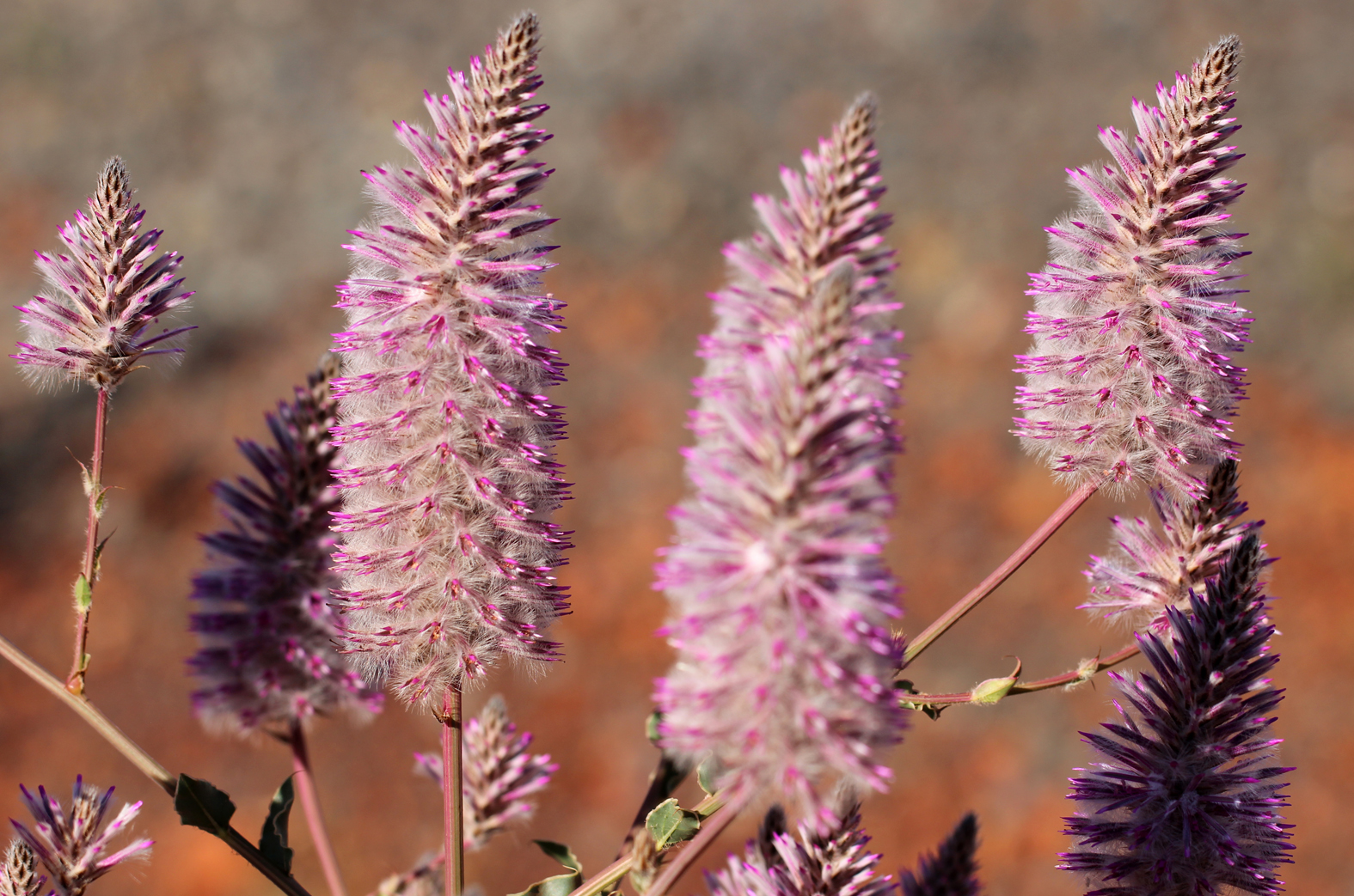 Wildflower - Purple Mulla Mulla Foto & Bild | australia, world, spezial ...