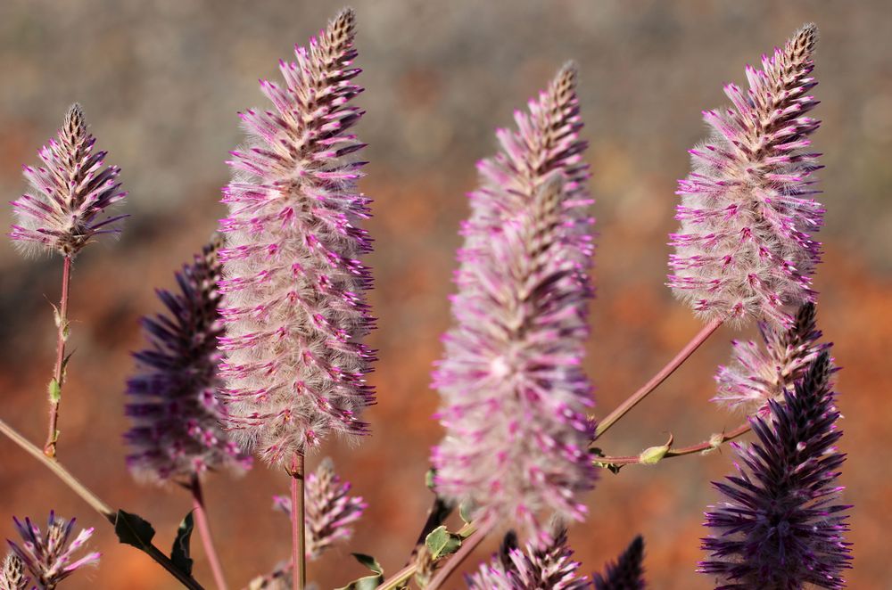 Wildflower - Purple Mulla Mulla Foto & Bild | australia, world, spezial ...