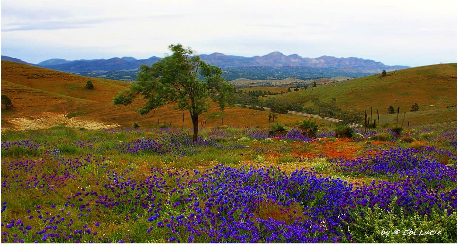 * Wildflowers / Flinders Ranges SA * Foto & Bild | australia & oceania ...