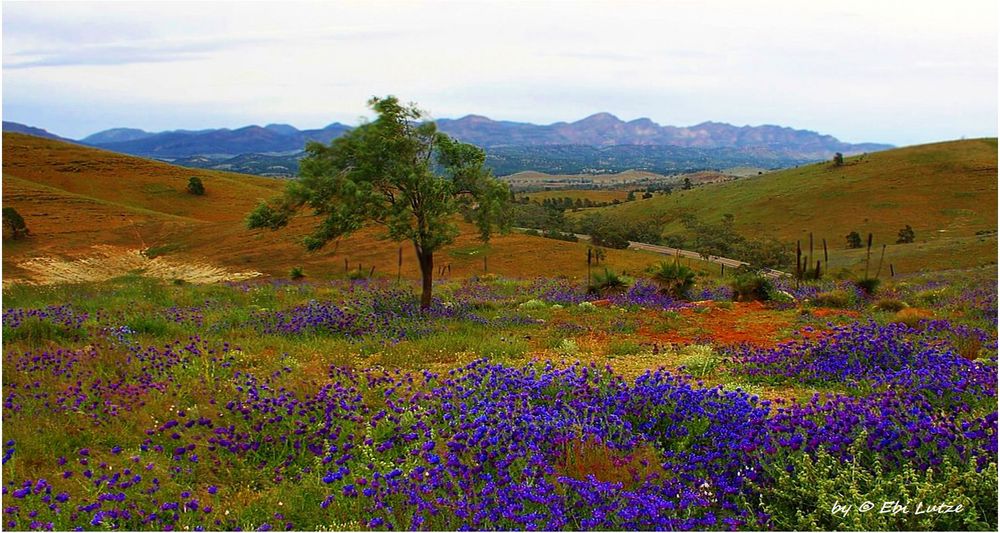 * Wildflowers / Flinders Ranges SA * Foto & Bild | australia & oceania ...