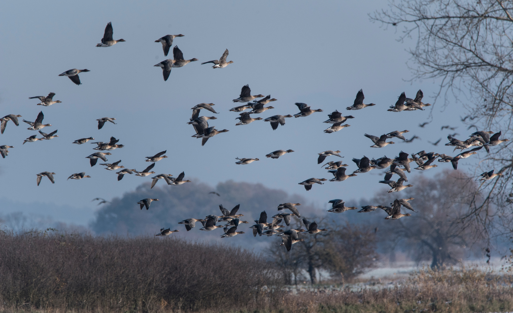 Wildgänse ... Foto & Bild | fotos, winter, natur Bilder auf fotocommunity