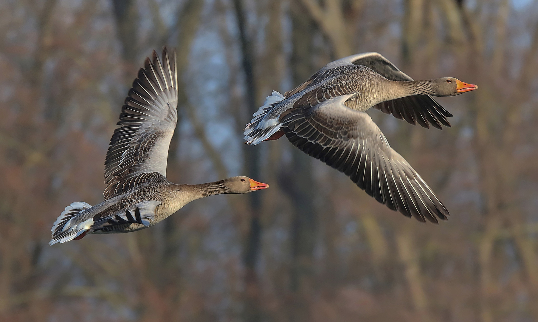 Wildgänse Foto & Bild | tiere, wildlife, wild lebende vögel Bilder auf ...