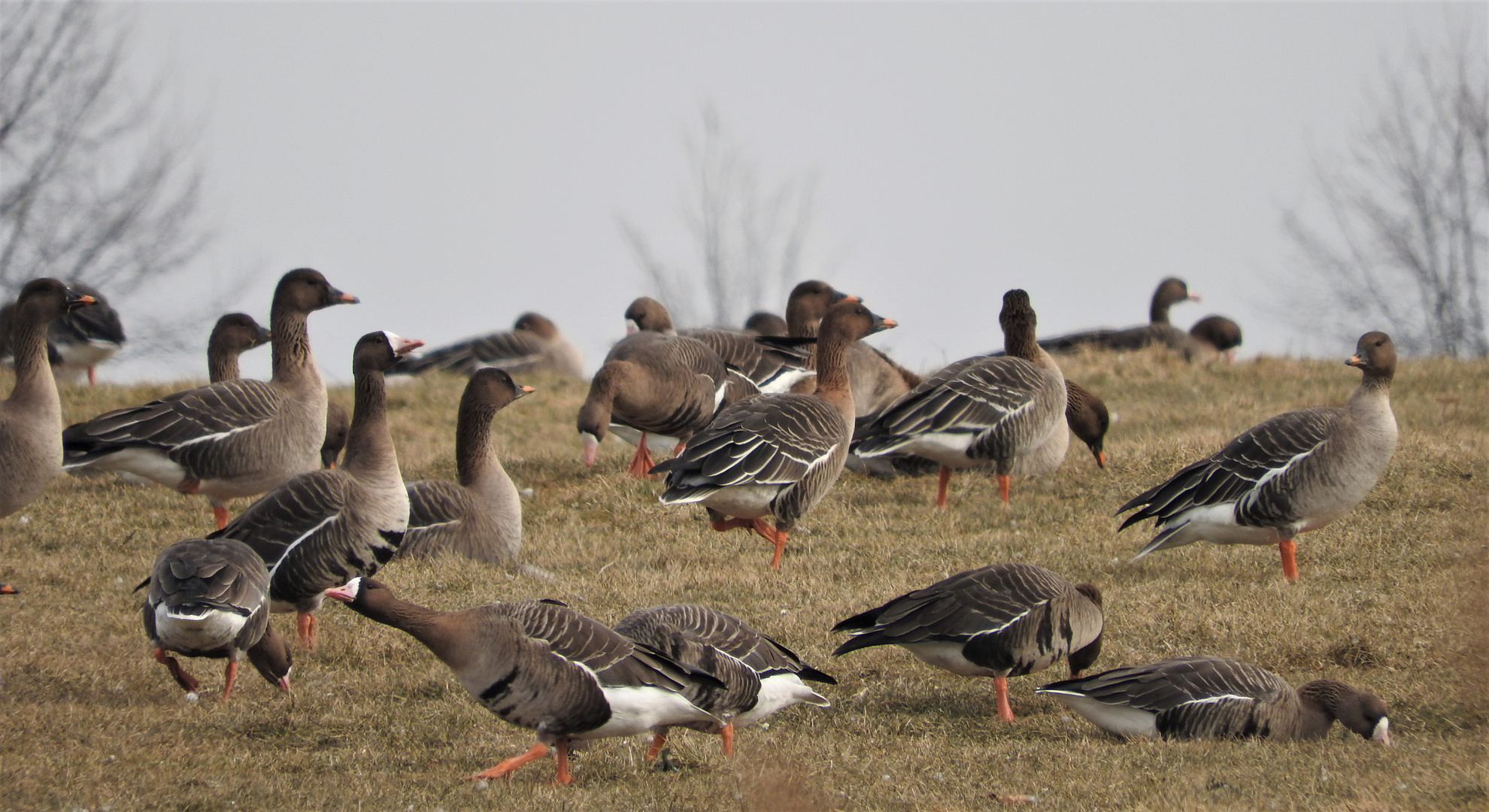 Wildgänse Foto & Bild | frühling, natur, landschaft Bilder auf ...