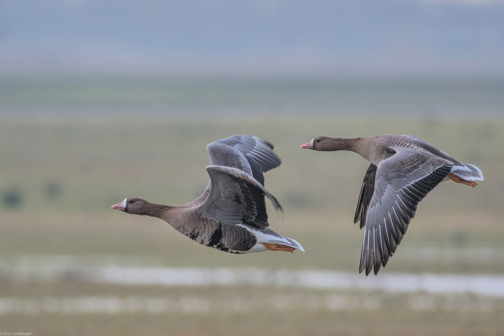 Wildgänse Foto & Bild | outdoor, natur, flug Bilder auf fotocommunity