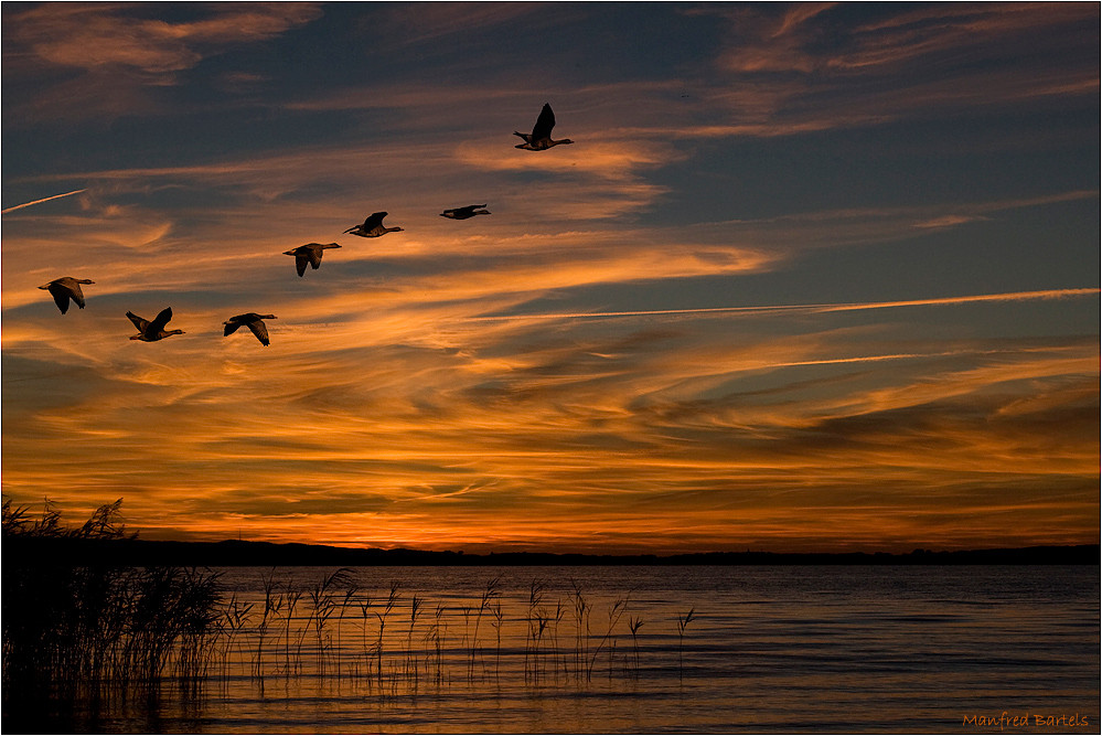 Wildgänse fliegen durch die Nacht... Foto & Bild | fotomontage, landschaften, digiart Bilder auf ...
