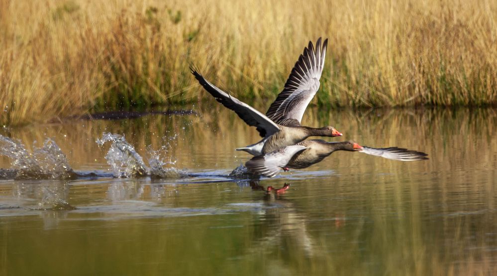 Wildgänse starten Foto & Bild | natur, tiere, vögel Bilder auf ...